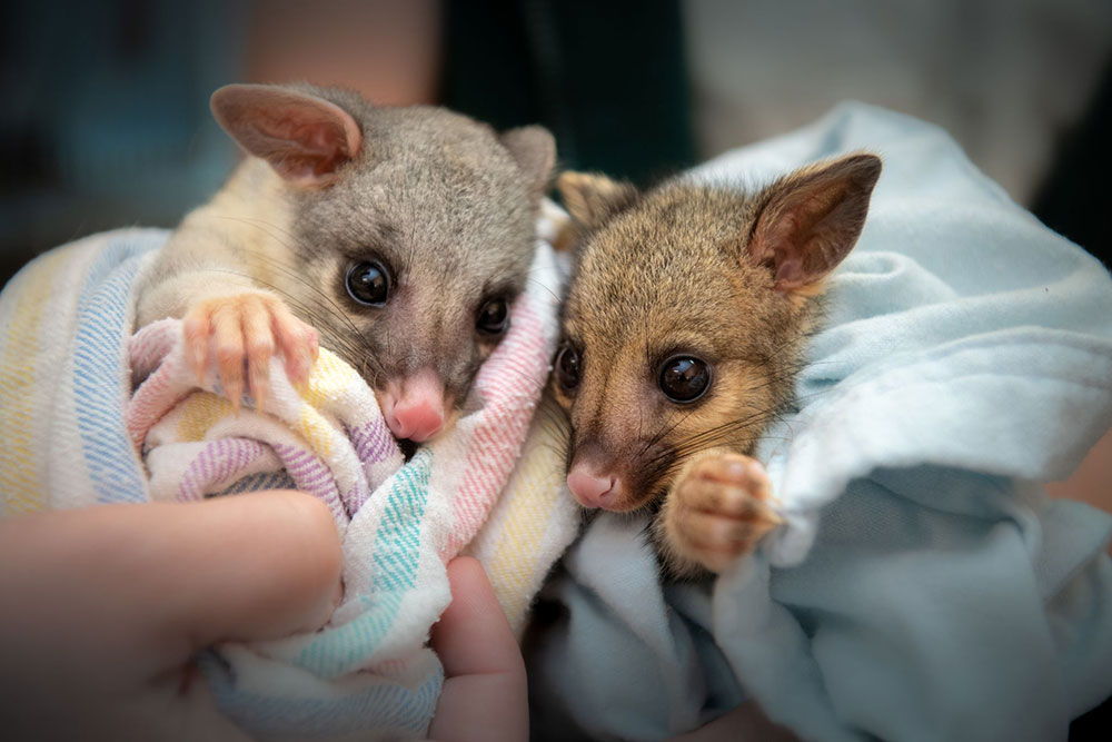 RACQ supports Wildlife Warriors’ fight to protect animals | RACQ